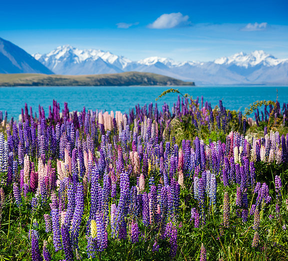 Neuseeland - Reise zum schönsten Ende der Welt mit Rotel | Rotel Tours