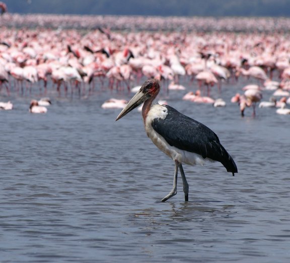 Große Safari durch Kenia und Tansania Insel Sansibar | | Rotel Tours